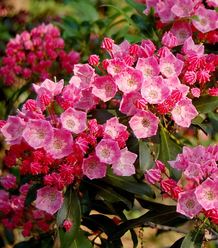 KALMIA LATIFOLIA `SHOWTIME` - Flower Power Farms
