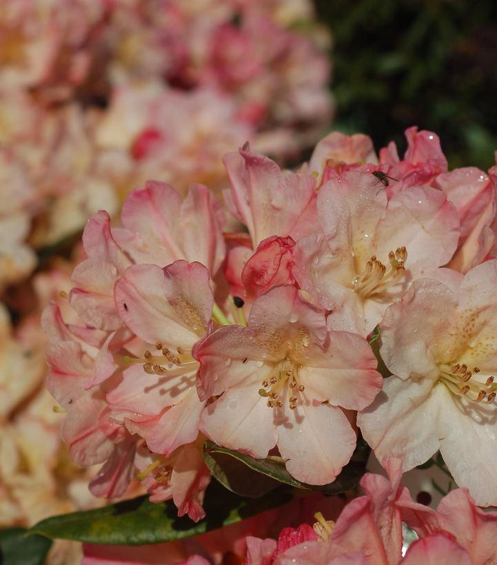 RHODODENDRON YAK. `PERCY WISEMAN` - Flower Power Farms
