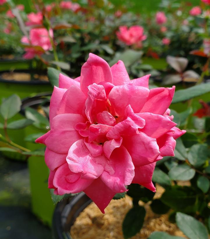 ROSA `DOUBLE PINK KNOCK OUT` - Flower Power Farms