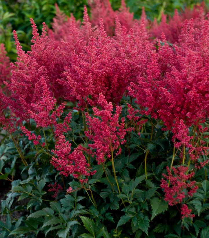 ASTILBE `MONTGOMERY` - Flower Power Farms