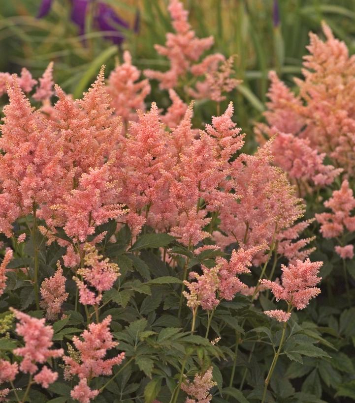 ASTILBE `PEACH BLOSSOM` - Flower Power Farms