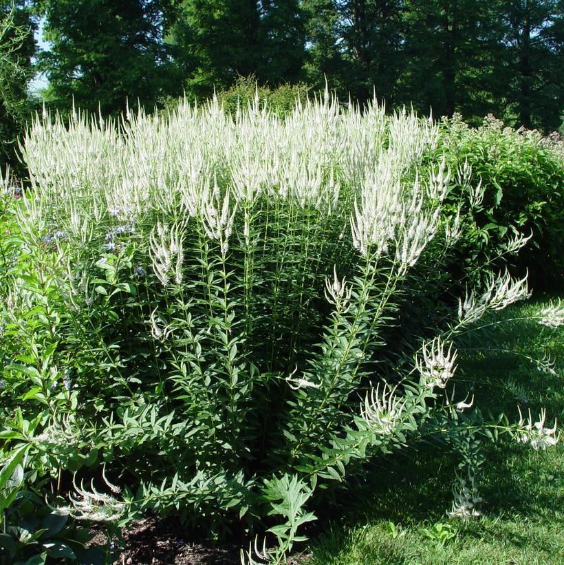 VERONICASTRUM VIRGINICUM - Flower Power Farms