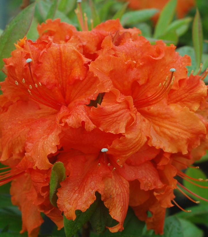 AZALEA `GIBRALTAR` - Flower Power Farms