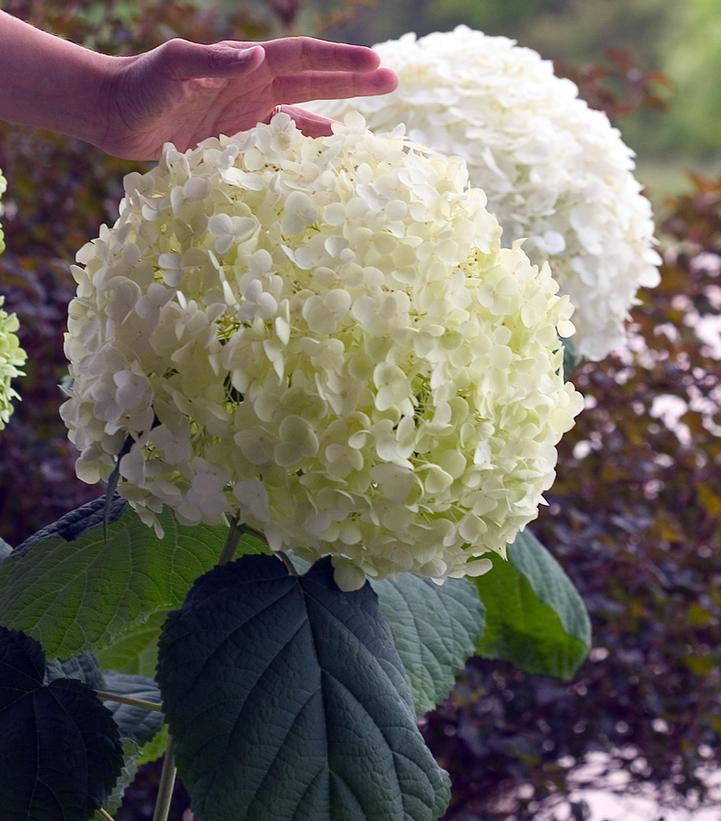 HYDRANGEA ARB. `INCREDIBALL` - Flower Power Farms