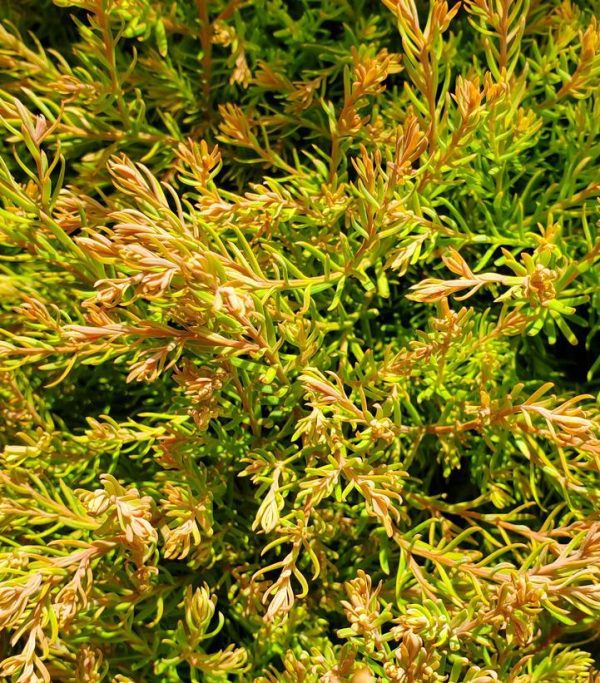 THUJA OCCIDENTALIS `FIRE CHIEF` - Flower Power Farms