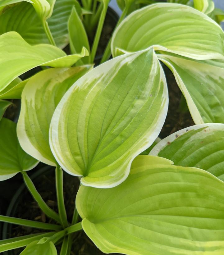 HOSTA `FRAGRANT BOUQUET` - Flower Power Farms