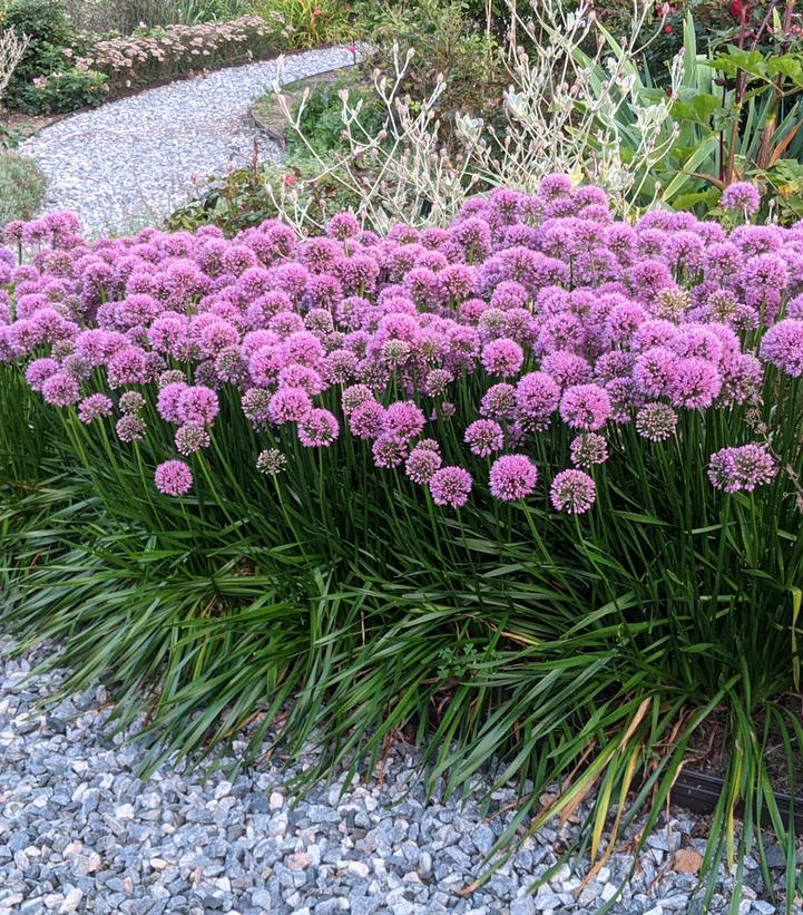 ALLIUM `MILLENIUM` - Flower Power Farms