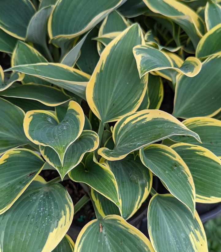 HOSTA `FIRST FROST` - Flower Power Farms