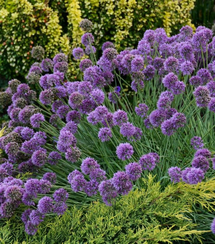 ALLIUM `MEDUSA` - Flower Power Farms