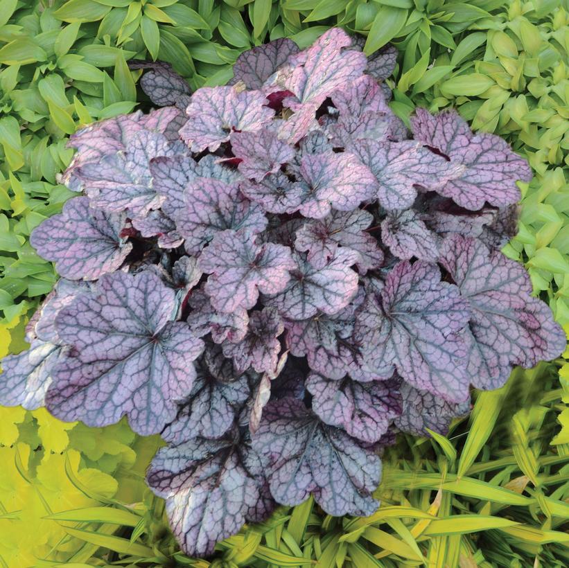 HEUCHERA `GRAPE EXPECTATIONS` - Flower Power Farms