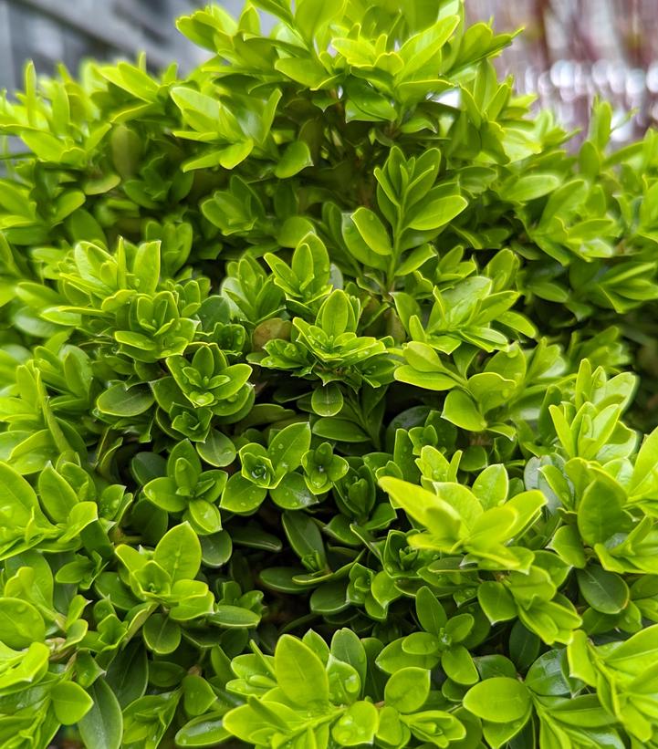 BUXUS MICRO. `TIDE HILL` - Flower Power Farms