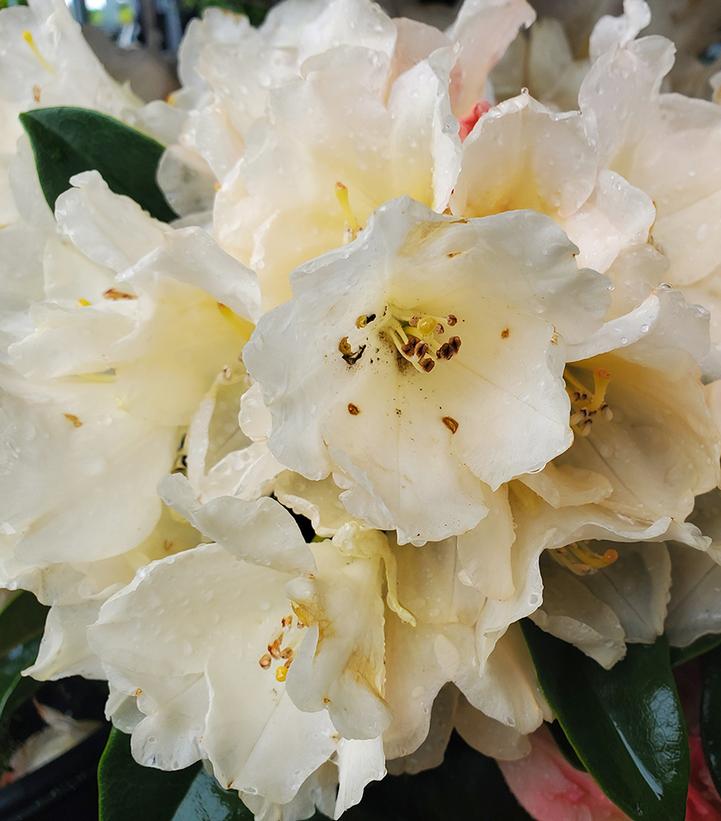 RHODODENDRON YAK. `GOLDEN TORCH` - Flower Power Farms