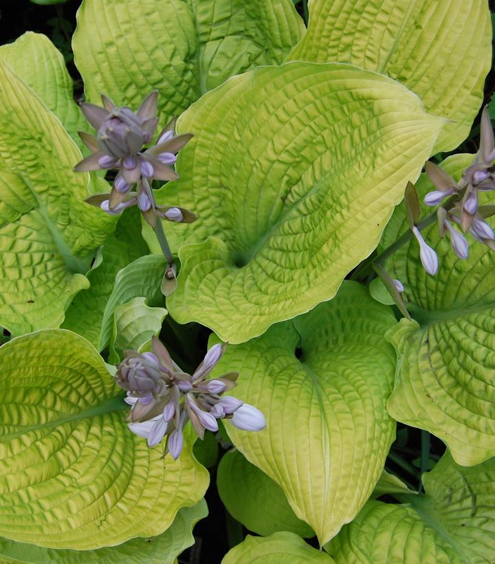 HOSTA SHADOWLAND `COAST TO COAST` - Flower Power Farms