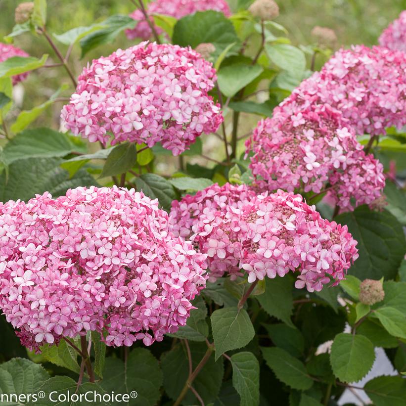 HYDRANGEA ARB. INVINCIBELLE `SPIRIT TWO` - Flower Power Farms