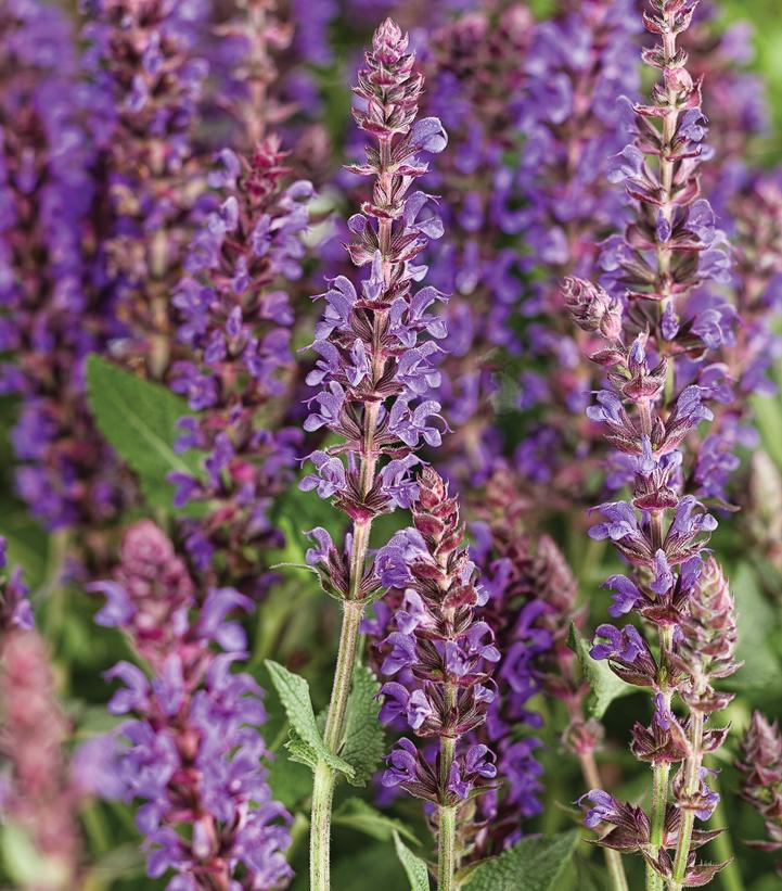 SALVIA COLOR SPIRES `VIOLET RIOT` - Flower Power Farms