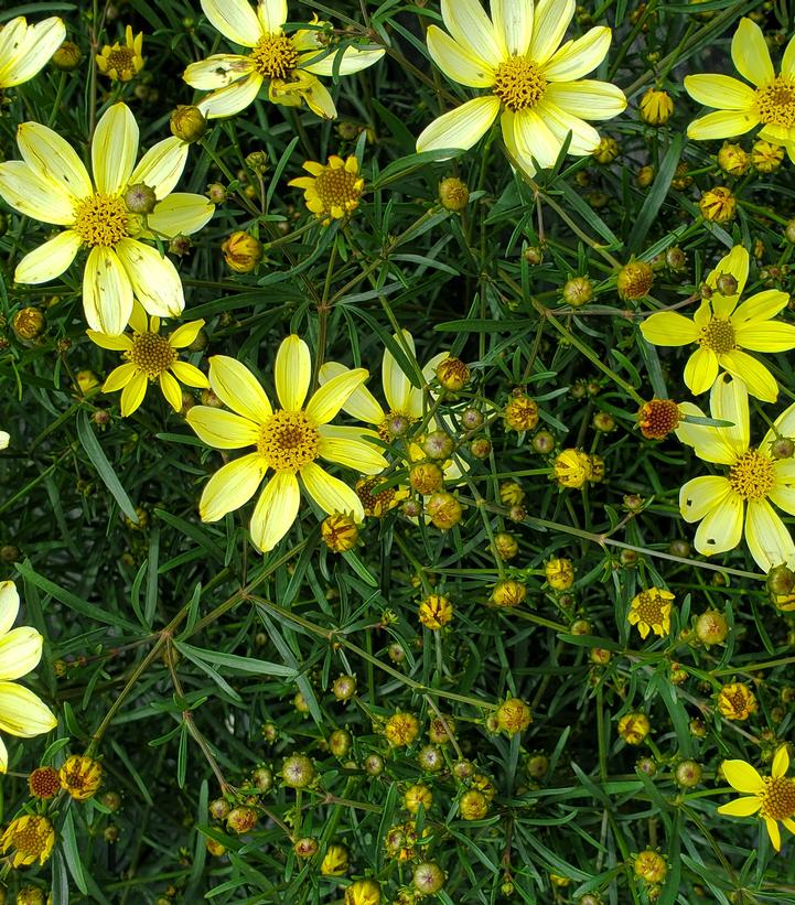 COREOPSIS VERTICILLATA `MOONBEAM` - Flower Power Farms