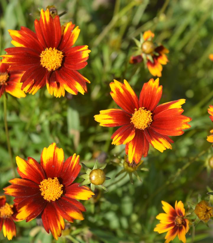 COREOPSIS `SUN SPLASH` - Flower Power Farms