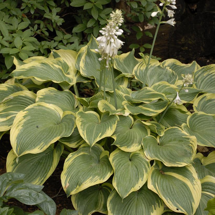 HOSTA `EARTH ANGEL` - Flower Power Farms