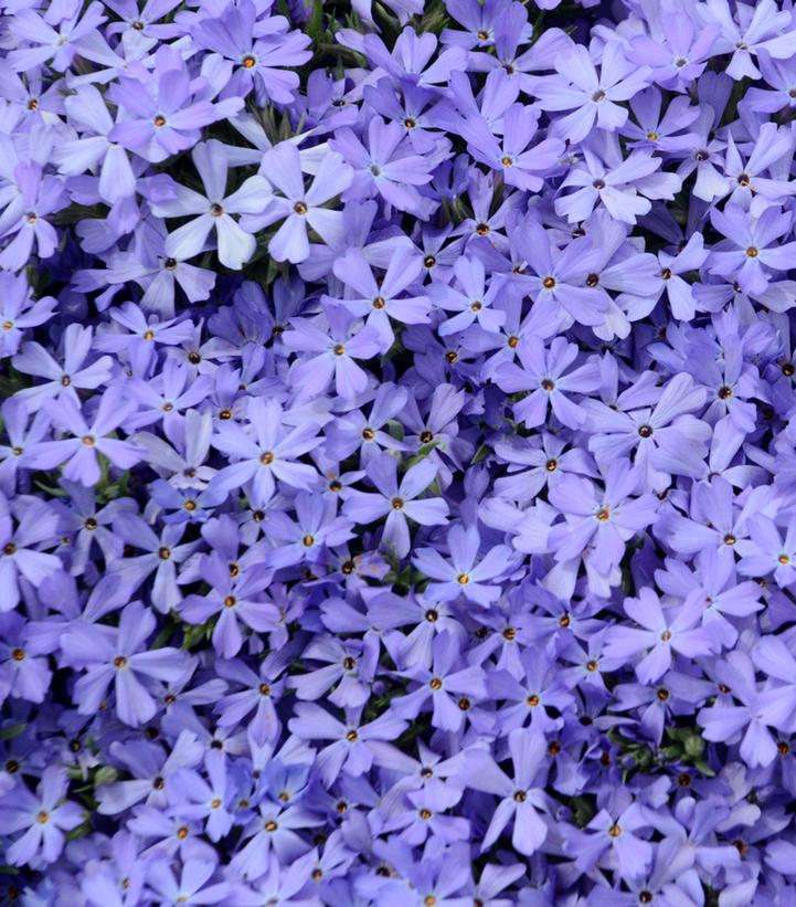PHLOX X `VIOLET PINWHEELS` - Flower Power Farms