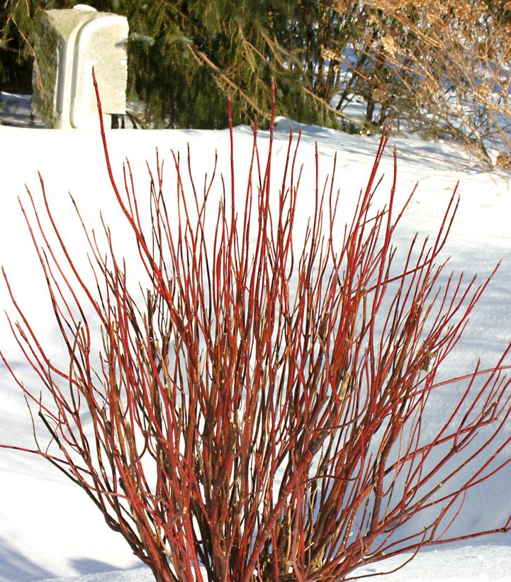 CORNUS STOLONIFERA `ARCTIC FIRE RED` - Flower Power Farms