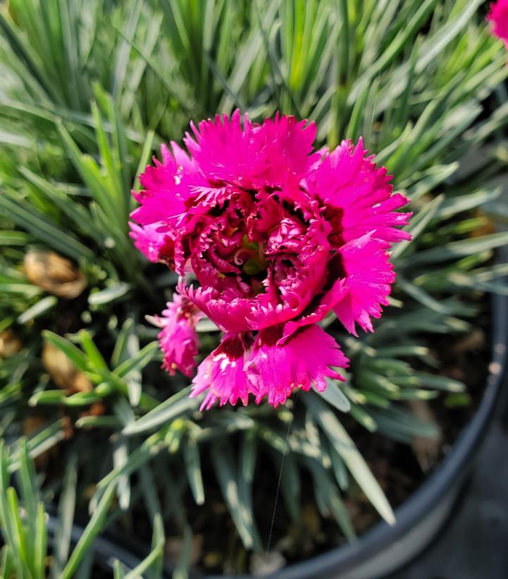 Dianthus FRUIT PUNCHr `Spiked Punch` - Flower Power Farms