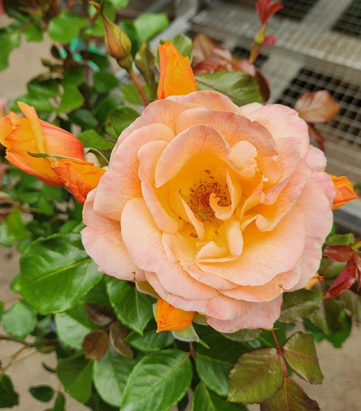 ROSA `GILDED SUN` - Flower Power Farms