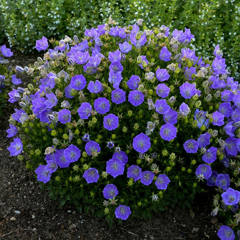 CAMPANULA CARPATICA `RAPIDO BLUE` - Flower Power Farms