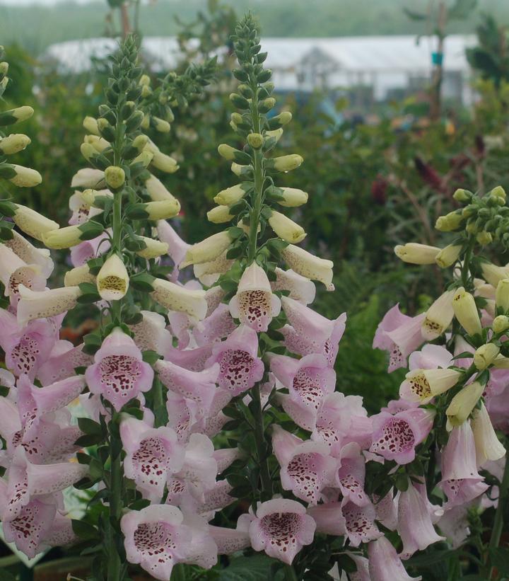 DIGITALIS PURPUREA `CAMELOT LAVENDER` - Flower Power Farms