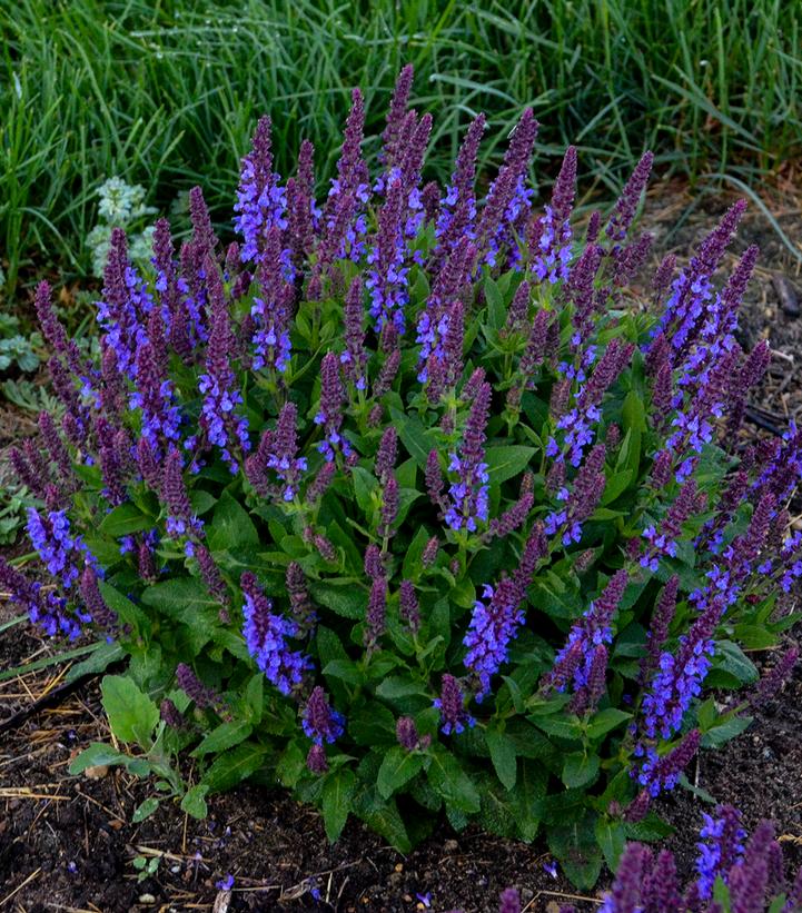 SALVIA `VIOLET PROFUSION` - Flower Power Farms
