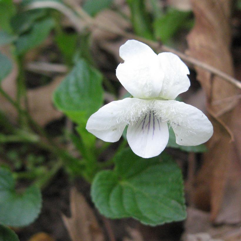 VIOLA STRIATA - Flower Power Farms