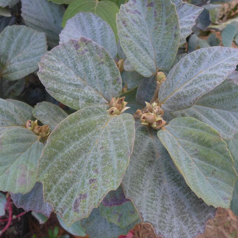 FOTHERGILLA MAJOR `BLUE SHADOW` - Flower Power Farms
