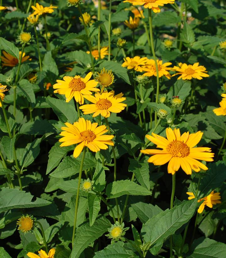 HELIOPSIS `TUSCAN SUN` - Flower Power Farms