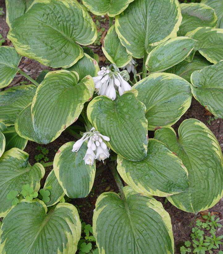 HOSTA `FRANCES WILLIAMS` - Flower Power Farms