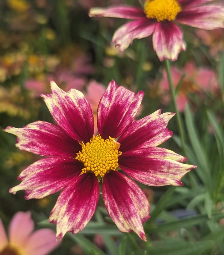 COREOPSIS LI`L BANG `STARLIGHT` - Flower Power Farms