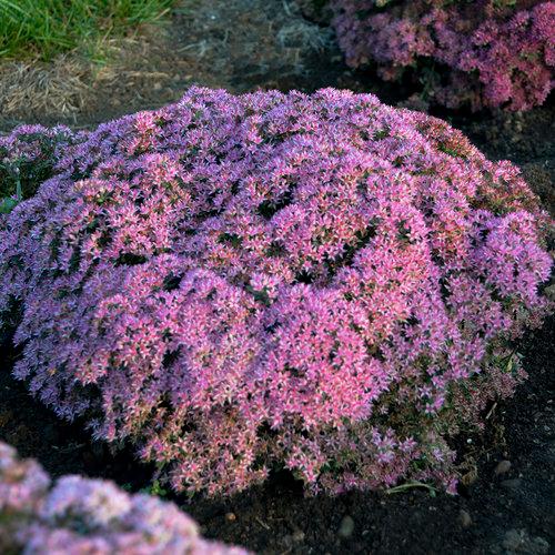 SEDUM ROCK `N ROUND `PRIDE AND JOY` - Flower Power Farms