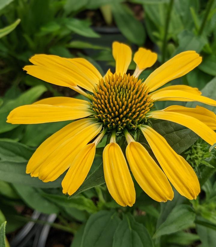 ECHINACEA COLOR CODED `YELLOW MY DARLING` - Flower Power Farms