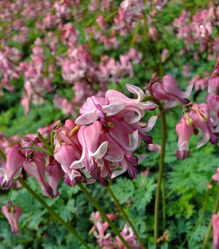 DICENTRA `PINK DIAMONDS` - Flower Power Farms