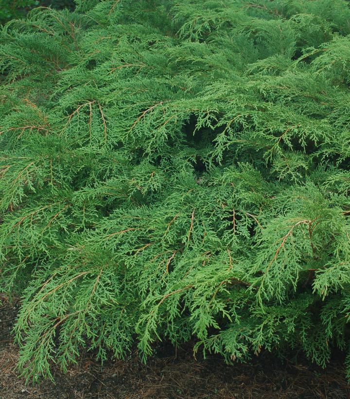 MICROBIOTA DECUSSATA - Flower Power Farms