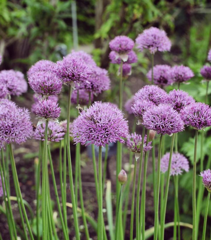 ALLIUM `PINBALL WIZARD` - Flower Power Farms