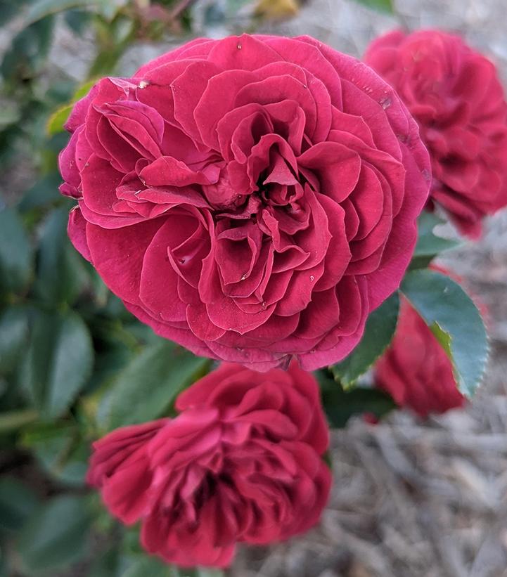 ROSA `TRUE LOVE` - Flower Power Farms