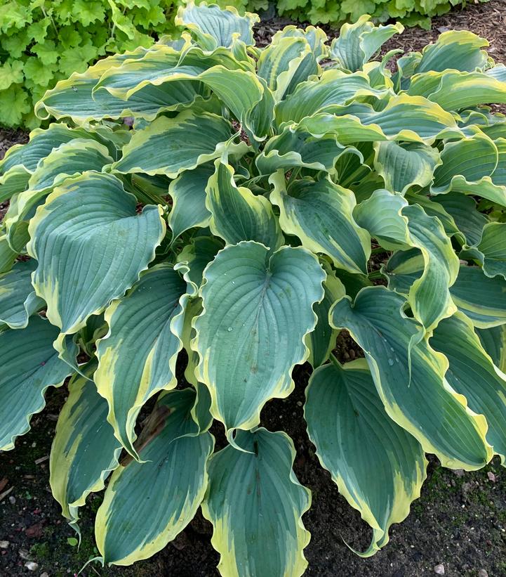 HOSTA SHADOWLAND `VOICES IN THE WIND` - Flower Power Farms