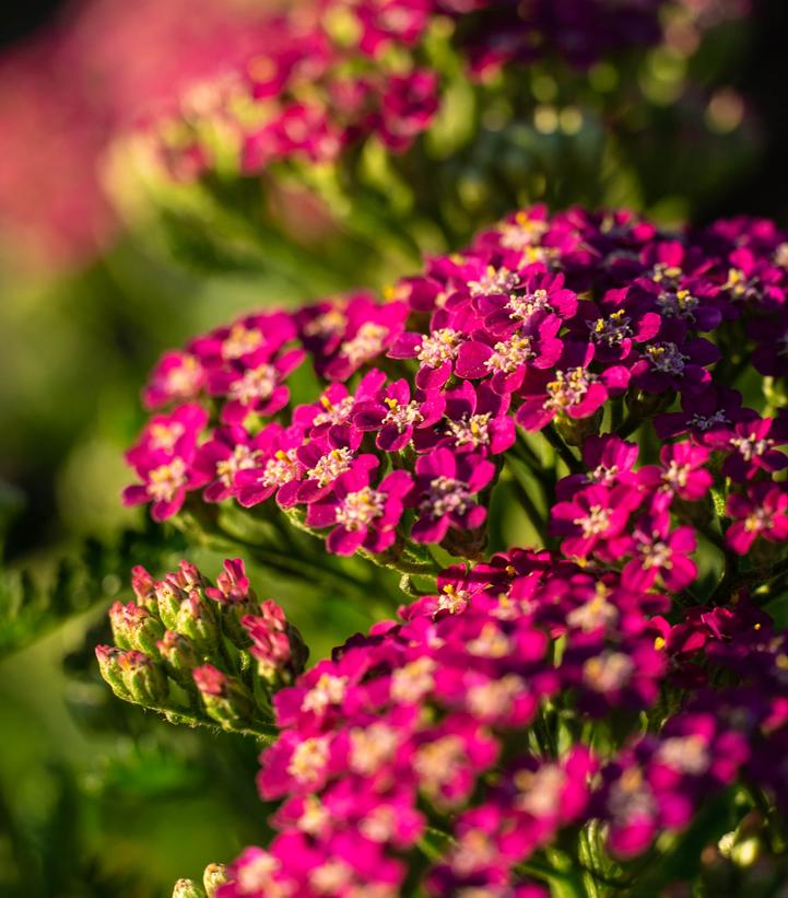 ACHILLEA MILLY ROCK `ROSE` - Flower Power Farms