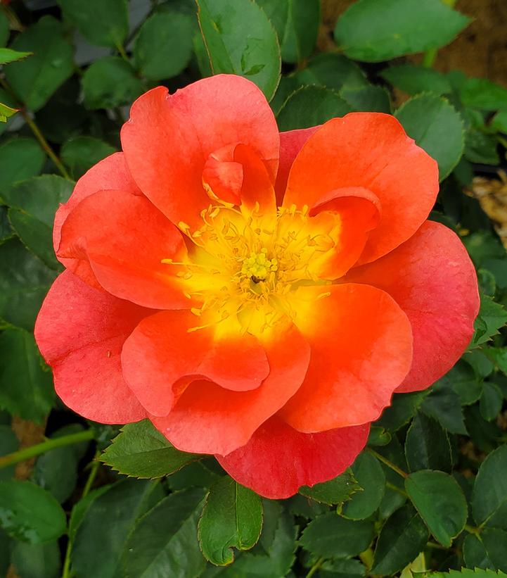 ROSA RISE UP EMBERAYS - Flower Power Farms