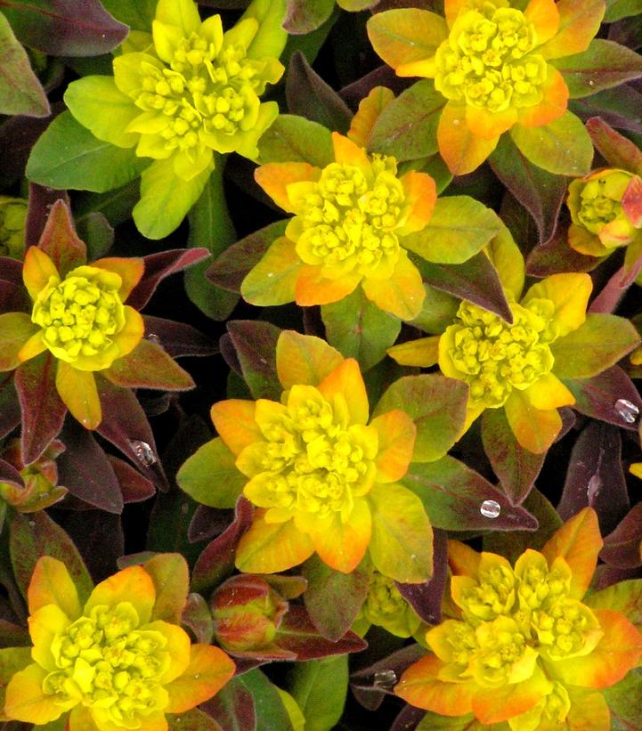 EUPHORBIA POLYCHROMA `BONFIRE` - Flower Power Farms