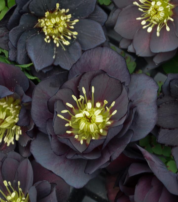 HELLEBORUS WEDDING PARTY `DARK AND HANDSOME` - Flower Power Farms