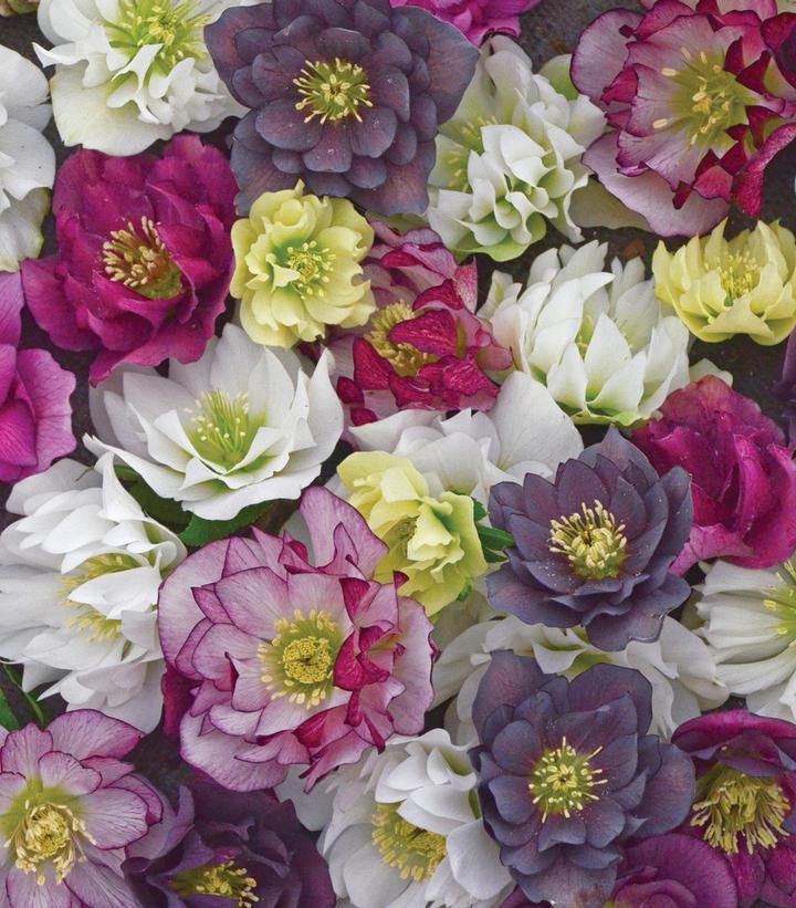 HELLEBORUS WEDDING PARTY `MIXED` - Flower Power Farms