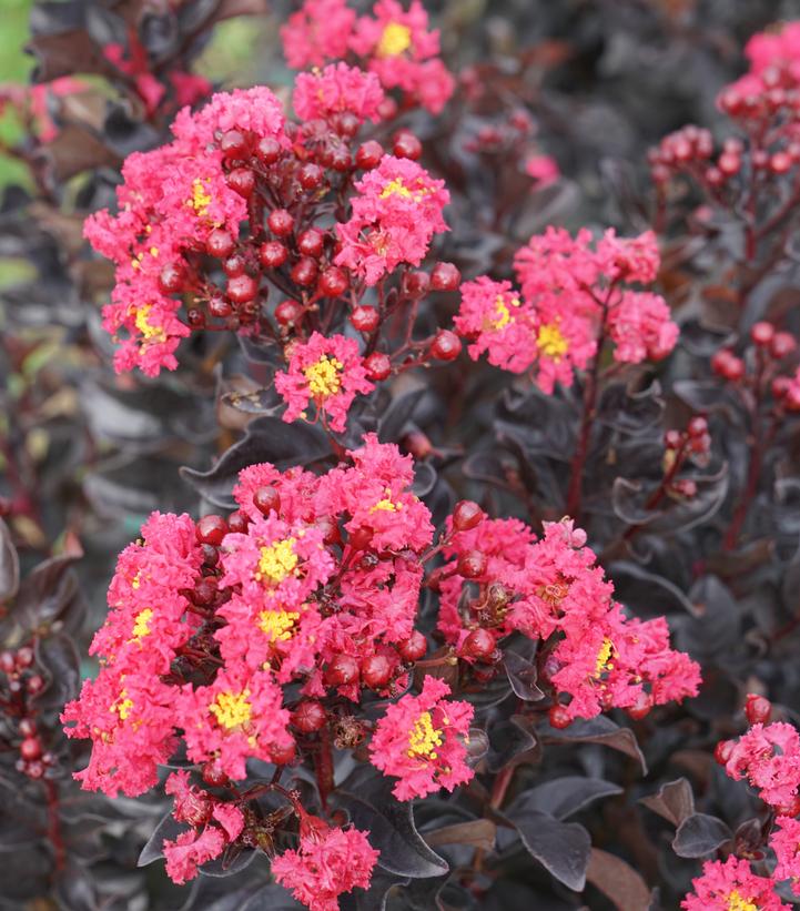 LAGERSTROEMIA INDICA CENTER STAGE `PINK` - Flower Power Farms