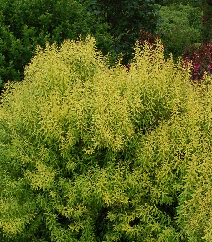 SPIRAEA THUN. `OGON` (MELLOW YELLOW) - Flower Power Farms