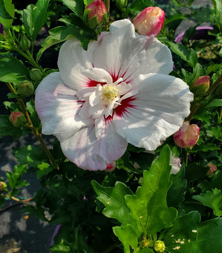 HIBISCUS SYR. `FIJI` - Flower Power Farms