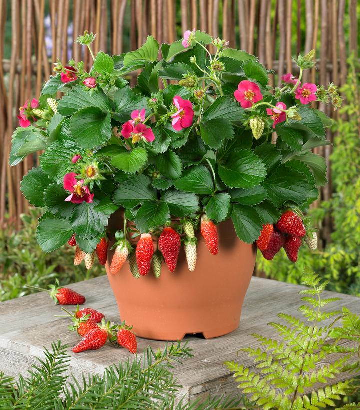 STRAWBERRY `GASANA` - Flower Power Farms